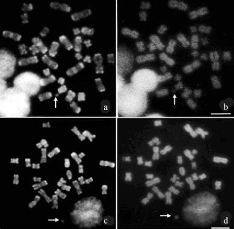 Metaphases After Cma 3 Da Dapi Staining A B Lonchorhina Aurita Download Scientific Diagram