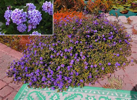 Lantana Montevidensis Trailing Purple Singing Tree Gardens Nursery