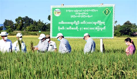 ကချင်ပြည်နယ်ဝန်ကြီးချုပ် မိုးစပါးစံပြစိုက်ကွက်များ တစ်ဧကတင်း ၁၀၀ ကျော်ထ