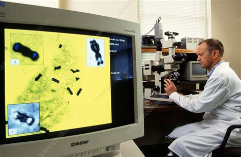 Genetically Modified Maize Research Stock Image C008 3997 Science Photo Library