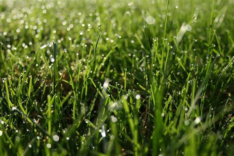 Download Grass Dew Morning Royalty Free Stock Illustration Image