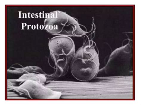 Intestinal Protozoa Entamoeba Giardia Dientamoeba Pptx