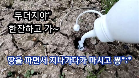 마셔라마셔라마셔라~ 두더지퇴치법 두더지 잡기 두더지약 Youtube