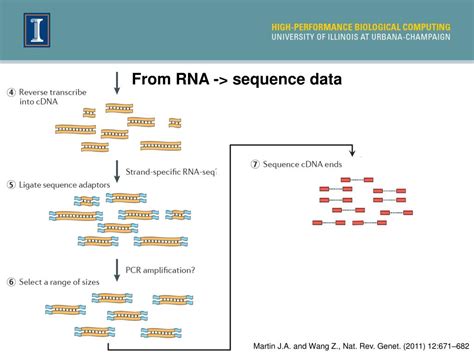 Ppt Rna Seq And Transcriptome Analysis Powerpoint Presentation Free