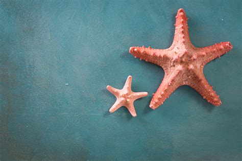 스타 물고기 진한 파란색 배경에 해양 로프와 여름 시간 바다 휴가 배경 건설 프레임에 대한 스톡 사진 및 기타 이미지 건설 프레임 공란 껍데기 Istock