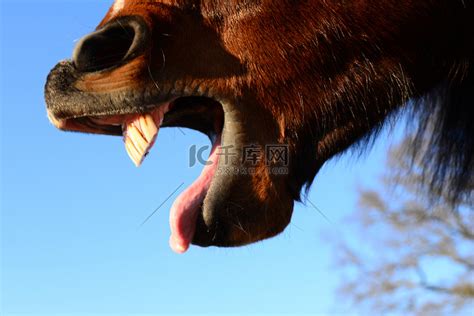 从侧面特写张开一匹棕色马的嘴高清摄影大图 千库网