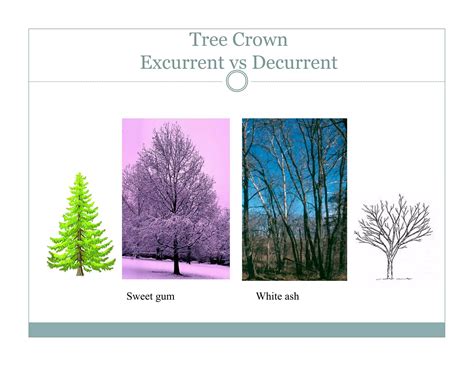 Plant Structure And Function Pdf Pdf