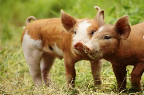 Piden Cancelación De Marrano Encebado En Tehuacán Puebla E