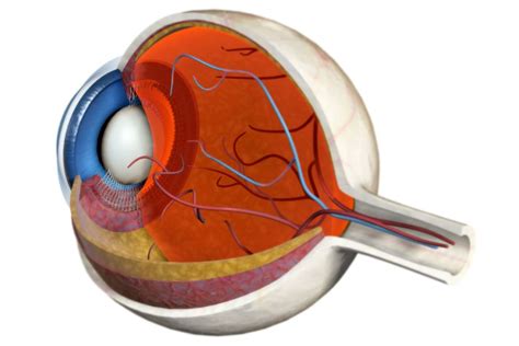 Retinal Anatomy Unveiled The Structure And Function Of Vision