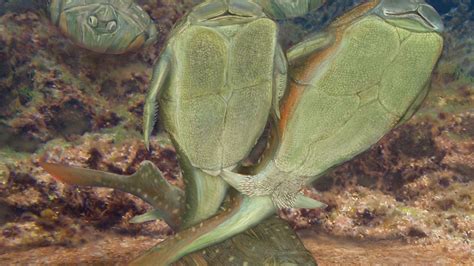 Fish Invented Sex Million Years Ago Here S What It Looked Like Vox