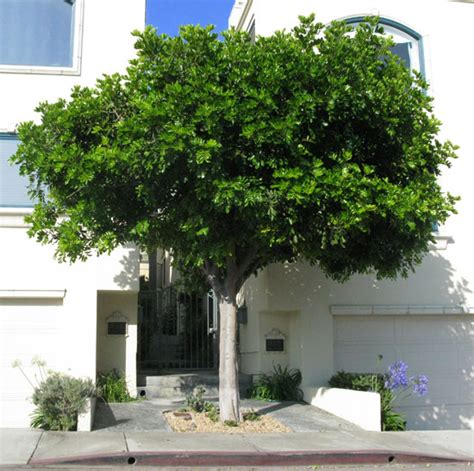 Selectree A Tree Selection Guide Artofit