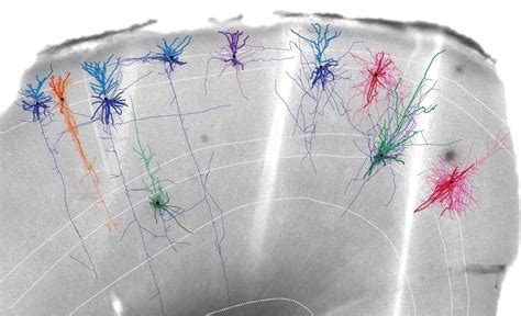 Neuroscientists Built An Ultra Detailed Map Of The Brain Motor Cortex From Mice To Monkeys To