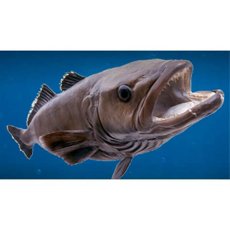 Antarctic Toothfish Antarctic Cod