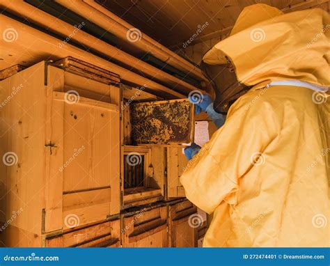 Apiarist Putting Hive Frames On The Beekeeping Frame Holder Stock Image