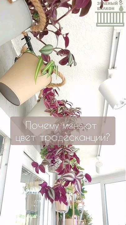 ЧТО БУДЕТ ЕСЛИ ПОЛИТЬ ТРАДЕСКАНЦИЮ Шоколадный холм? #tradescantia # ...