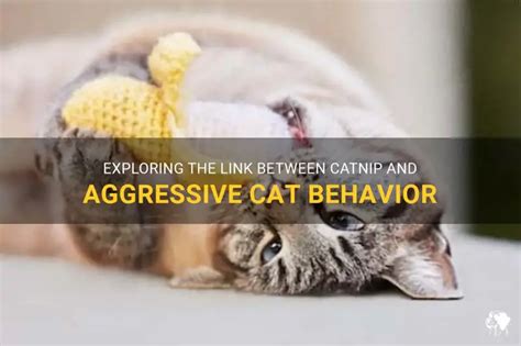 Exploring The Link Between Catnip And Aggressive Cat Behavior PetShun
