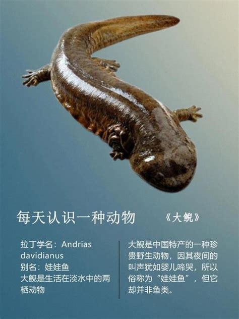 娃娃鱼 鱼百科 智能鱼缸之家