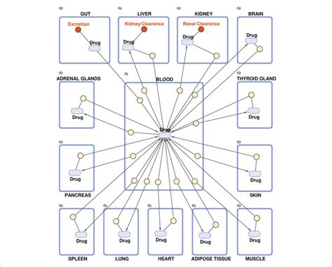 Schematic Representation Of The Multi Compartment Model For Download Scientific Diagram