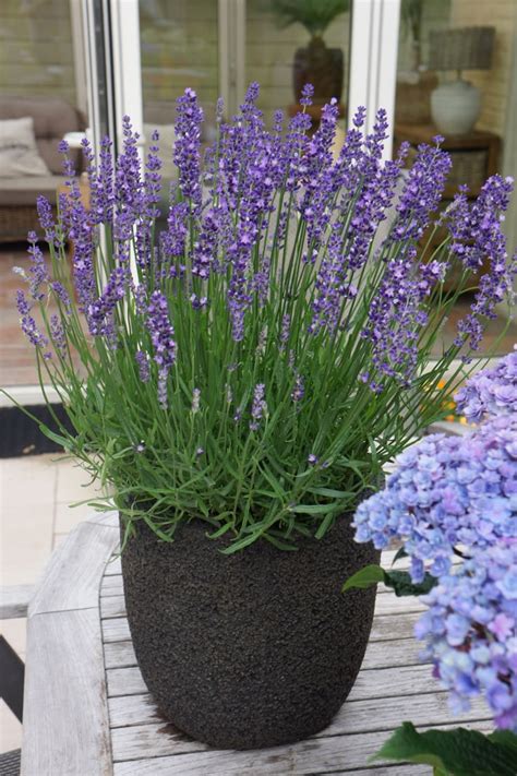 Potted Lavender Plant