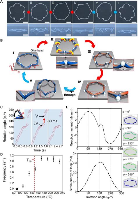 gait like synchronization of a 6 lobed lce loop a sequential images