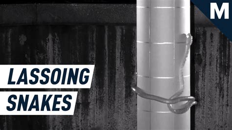 Cunning Snakes Contort Their Bodies Into Lasso To Climb And Hunt Mashable