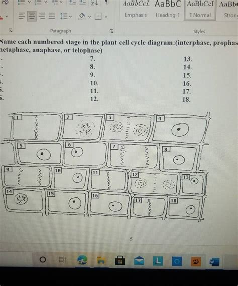 Solved Most Eukaryotic Cells Spend Most Of Their Time In Interphase For 1 Answer