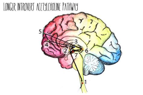 Is Introversion Or Extroversion Nature Or Nurture The Science Behind It — Sprouts Collective
