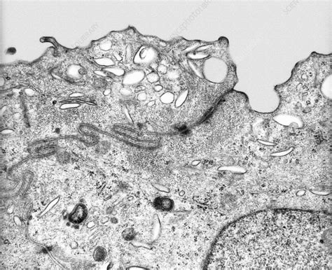Intercellular Junction In Urinary Bladder Epithelium Tem Stock Image C0601084 Science