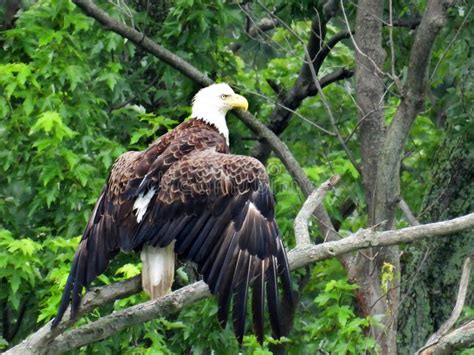 Bald Eagle Drying Out His Wet Feathers Stock Image Image Of