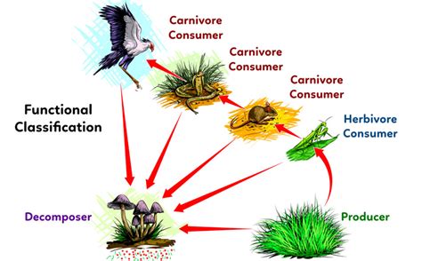 Examples Of Decomposers In Food Web