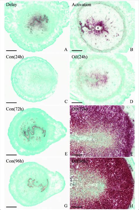 in situ hybridization of hmgn2 expression in mouse uteri a and b