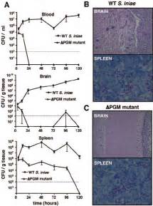 Characterization Of The Aborted Infectious Process Produced By The Download Scientific Diagram