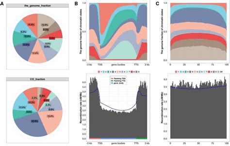 Relations Between Our 10 Chromatin States Genes Intergenic Regions Download Scientific