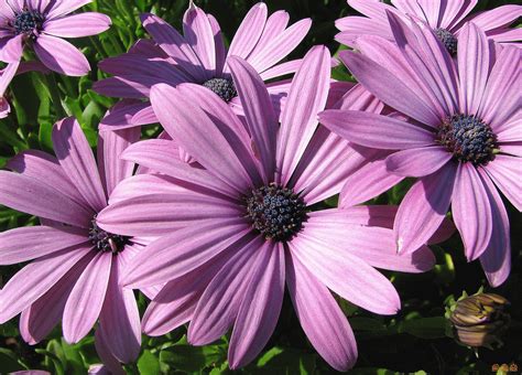 Остеоспермум Эклона (37 фото) » НА ДАЧЕ ФОТО