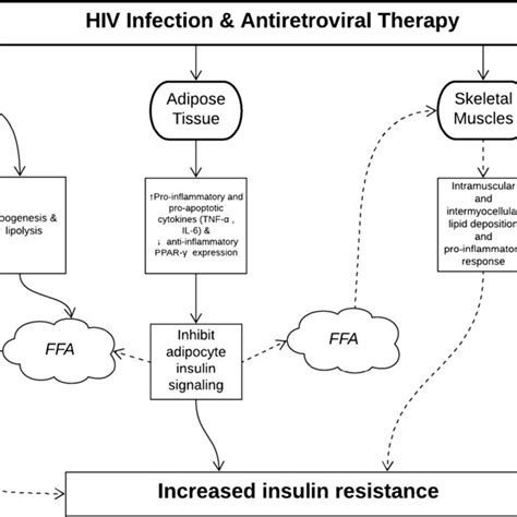 A Schematic Representation Of The Effect Of HIV Infection On Adipose Download Scientific