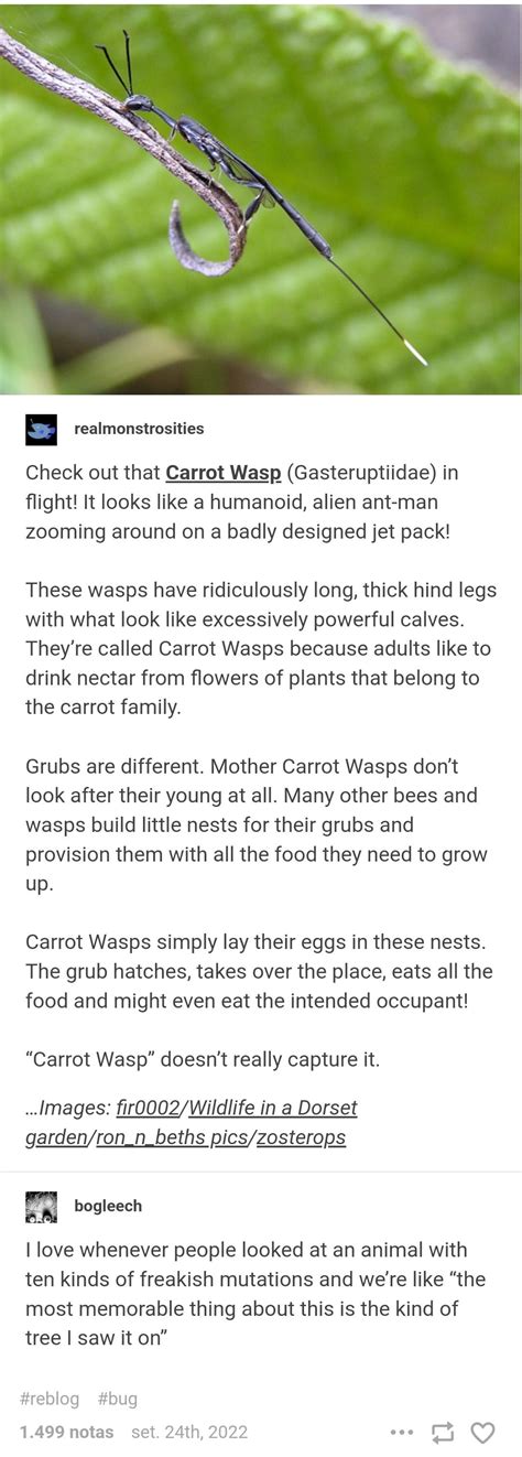 People Being Bad At Naming Things Cw A Long Bug Rcuratedtumblr