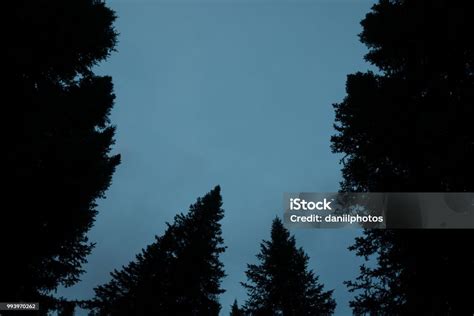 높은 소나무와 위쪽으로 배경에 복사 공간을 가진 명확한 어두운 푸른 하늘 아래에서 문 비 나무의 어두운 실루엣 수림 템플릿을 어두운 색조에서 닫습니다 으스스한 분위기 있는