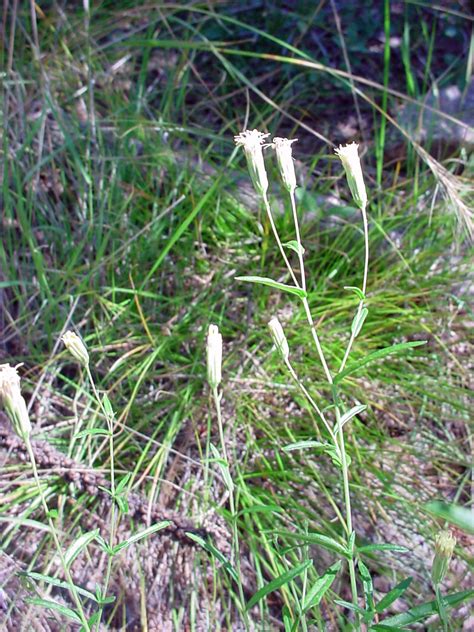 Vascular Plants Of The Gila Wilderness Brickellia Eupatorioides Var Corymbulosa