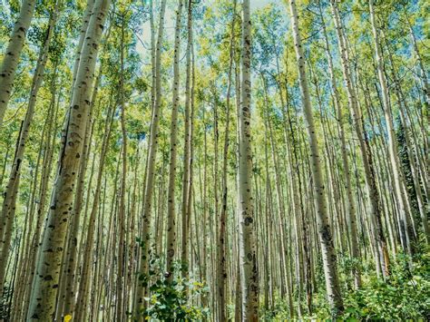 Nature Based Solutions Initiative The Role Of Nature Based Solutions In Supporting Social