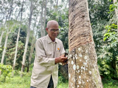 Industri Getah Pupus 15 Tahun Lagi