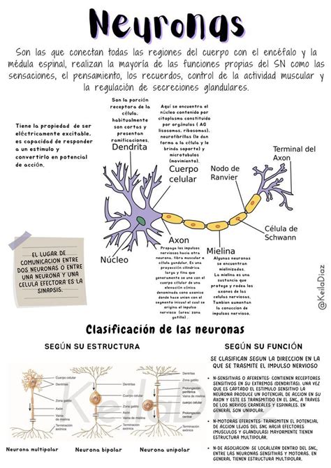 Neuronas Apuntes De Clase Imagenes De Psicologia Anatomia Y