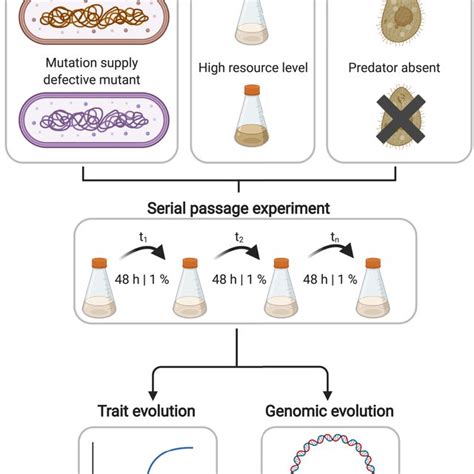 Ecological Dynamics And Trait Evolution For Bacteria With Ciliate