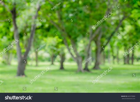 1 848 264 Backdrop Tree Images Stock Photos Vectors Shutterstock