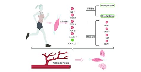 Exercise And Exercise Induced Myokines In Promoting Angiogenesis After