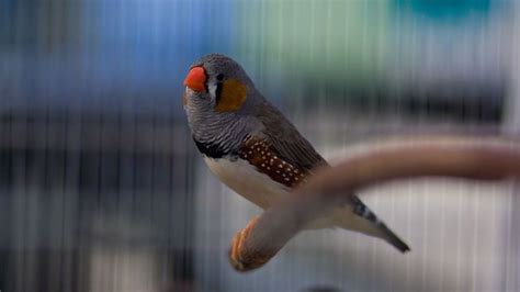Zebra Finches Singing