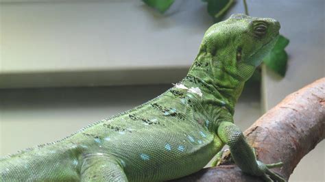 Female Basilisk By Sailfin Dragon On Deviantart