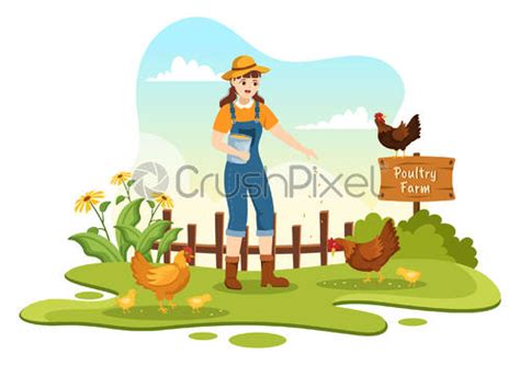 Poultry Farming With Farmer Cage Chicken And Egg Farm On Stock