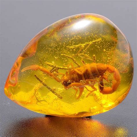Scorpion Fossils In Amber