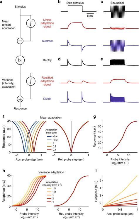 Computational Model Of Adaptation In The Jo A A Sequence Of Download Scientific Diagram