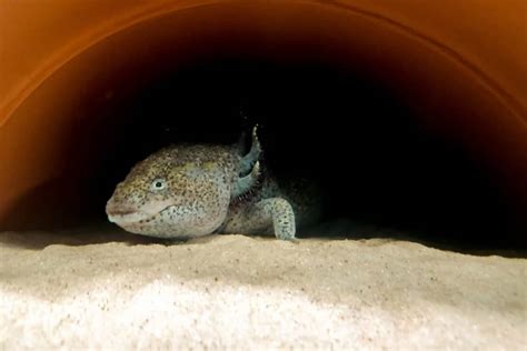 What Plants Can You Put In An Axolotl Tank At Jose Corum Blog